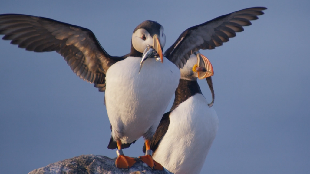 Seabird Conservation - Friends of Maine Coastal Islands National Wildlife Refuge