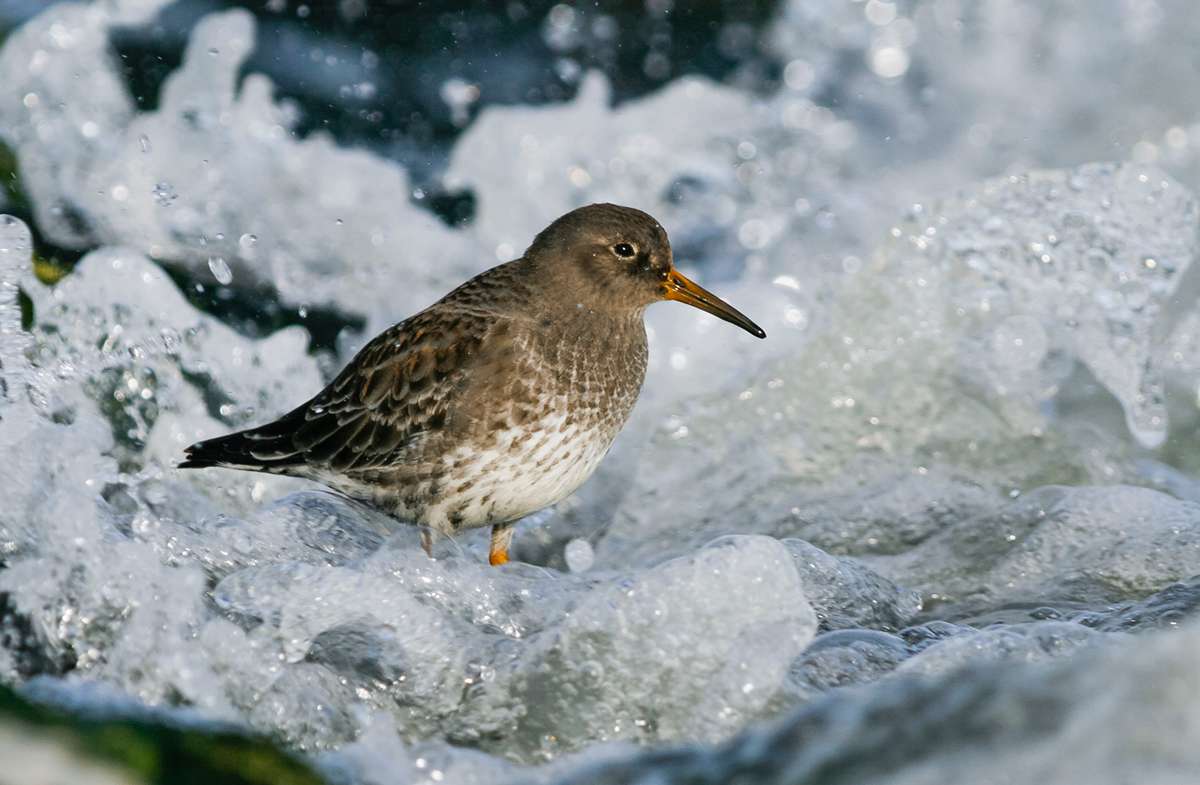 Purple Sandpiper - Friends of Maine Coastal Islands National Wildlife ...